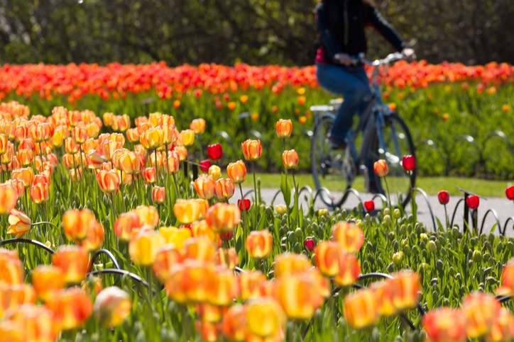 The Flower Of Ontario | Best Flower Site